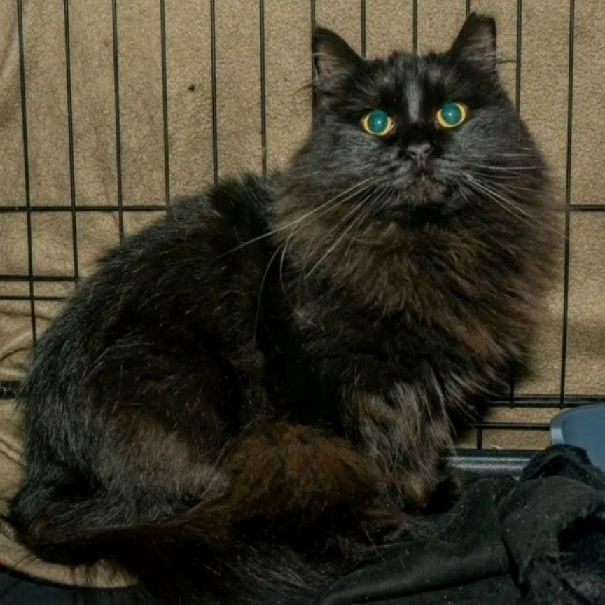 Сибирская кошка, взрослая