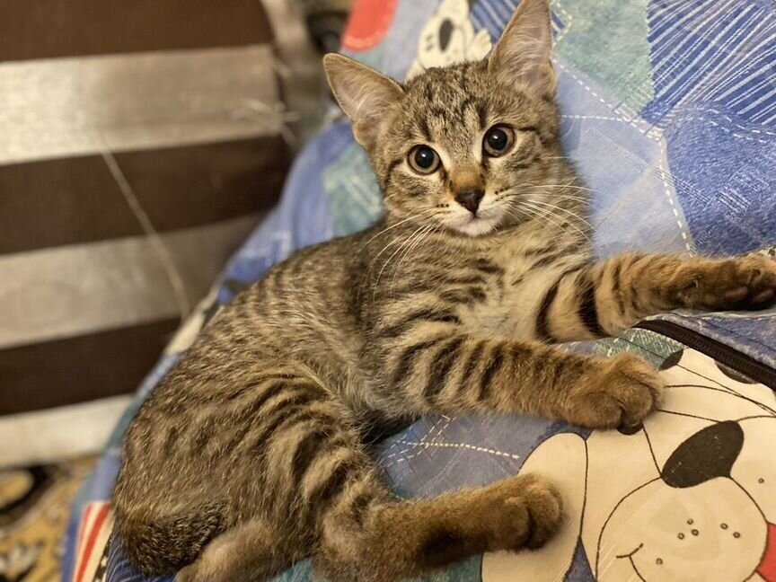 Котенок милаш