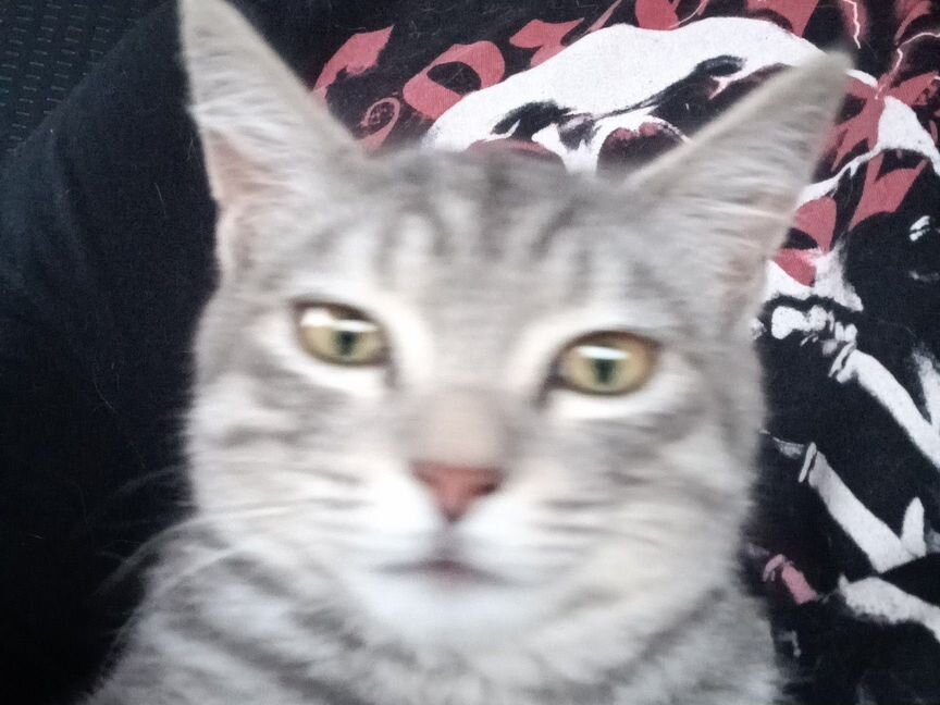 Котёнок