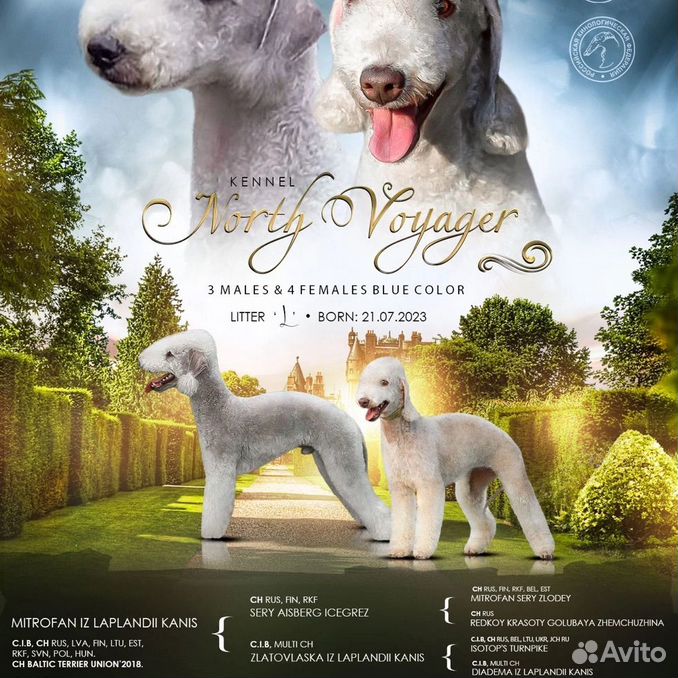 Щенки бедлингтон терьера