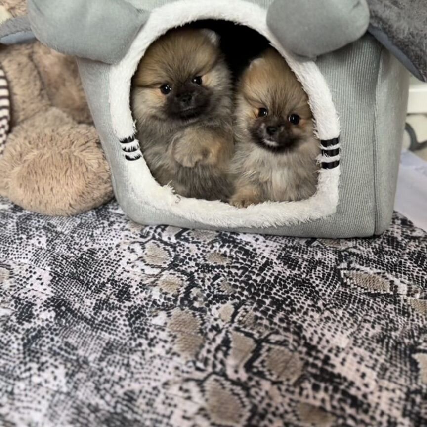 Померанский шпиц мини мишки