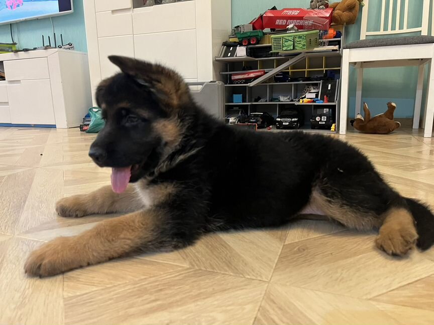 Немецкая овчарка девочка Альма 1,5 мес