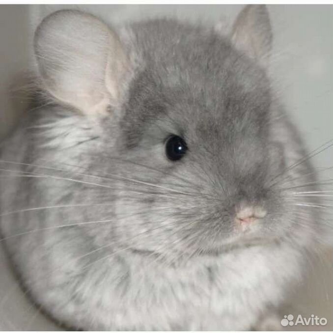 Шиншилла мальчик ангора