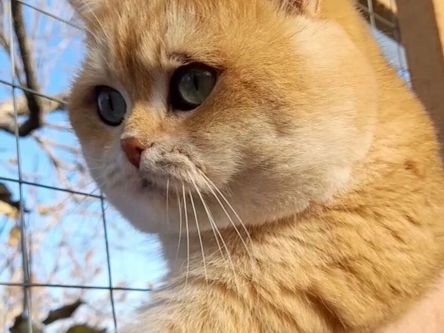 Кот ny 12 питомник