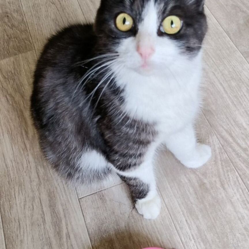 Кошечка умничка