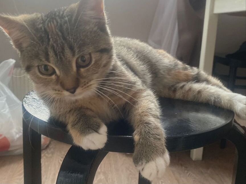 У ребенка аллергия на котёнка, очень нужен дом