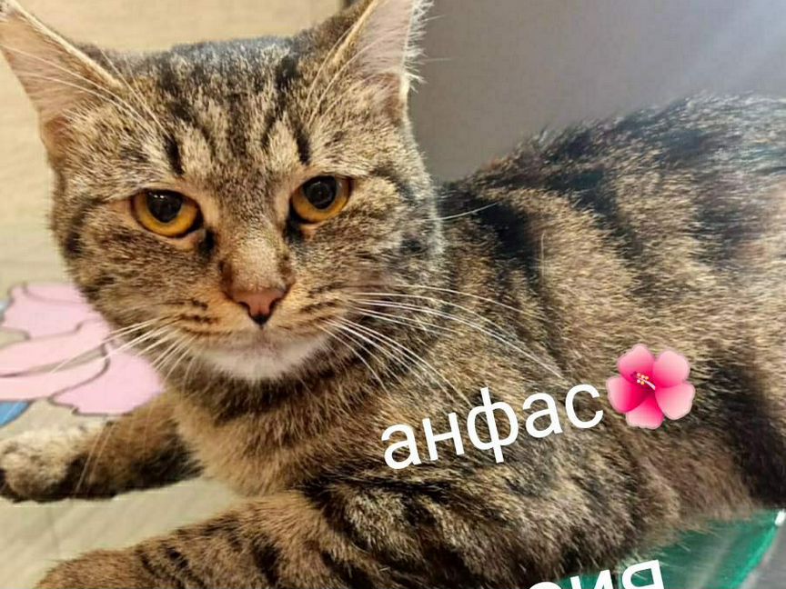 Кошечка молодая Таисия