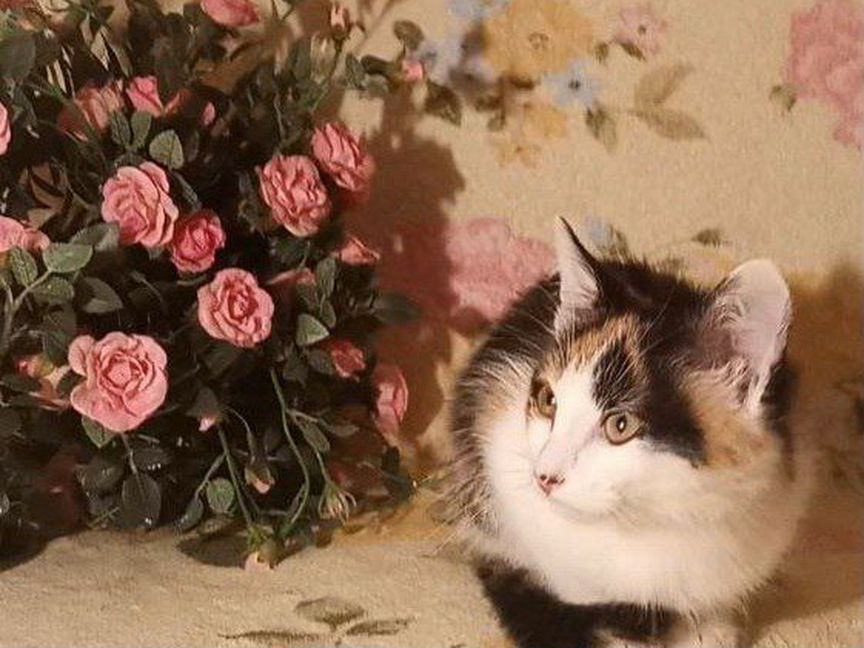 Отдадим в добрые руки котёночка