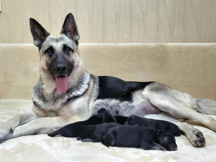 Восточноевропейская овчарка