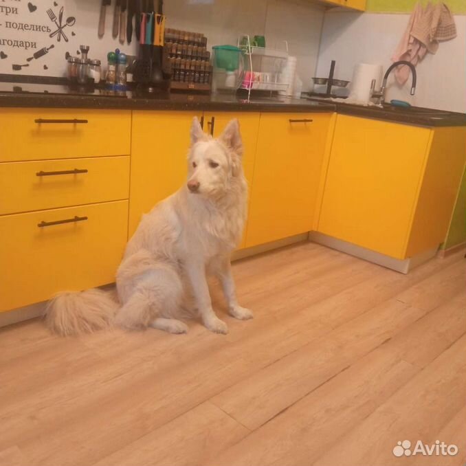 Метис швейцарской овчарки с лайкой