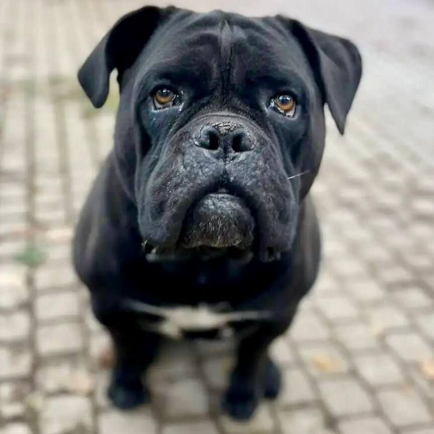 Кане-корсо, взрослый пёс