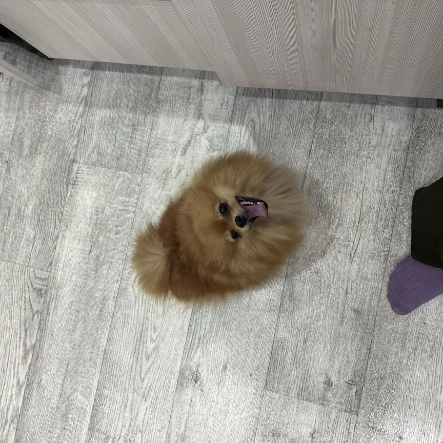 Померанский шпиц мини девочка