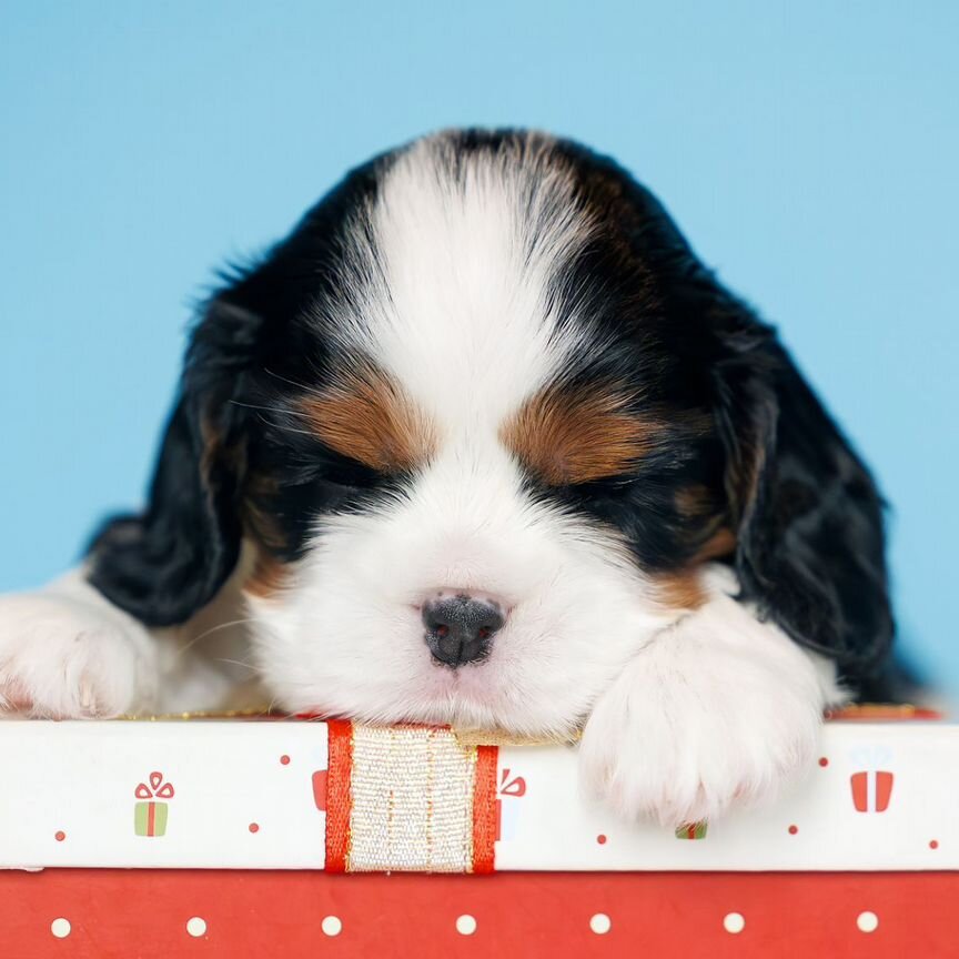 Кавалер кинг-чарльз-спаниель, щенок