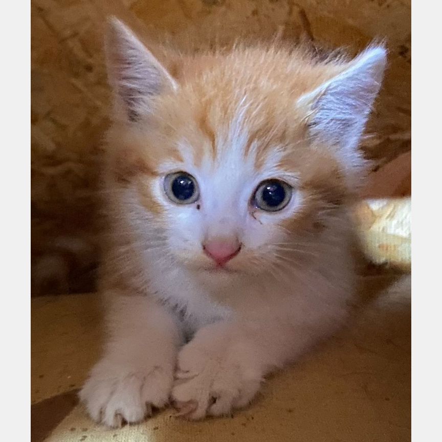 Котенок бесплатно