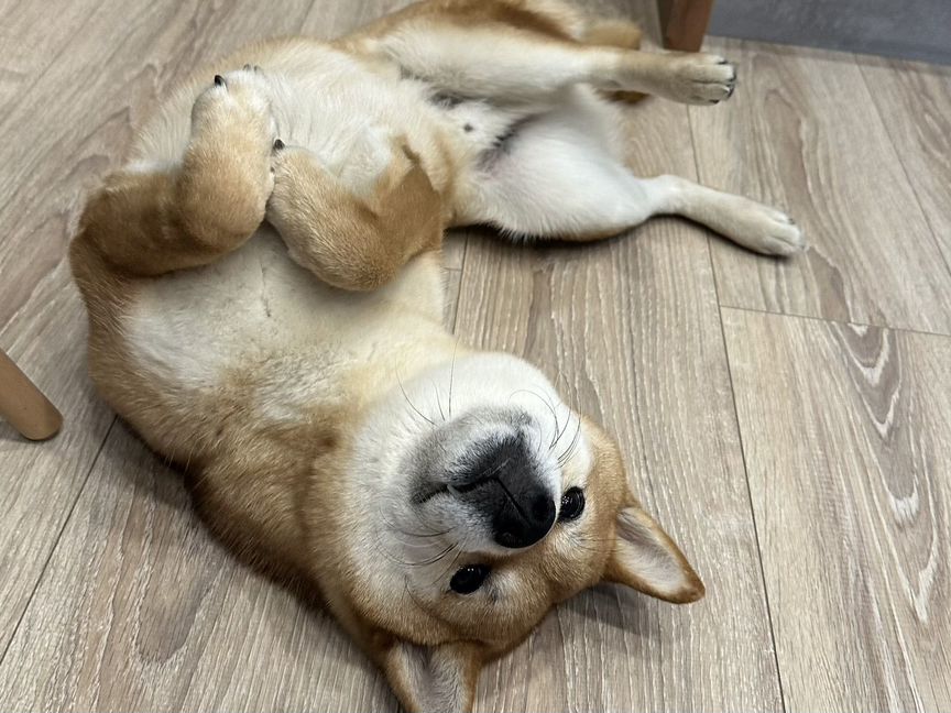 Сиба ину кобель 4 года