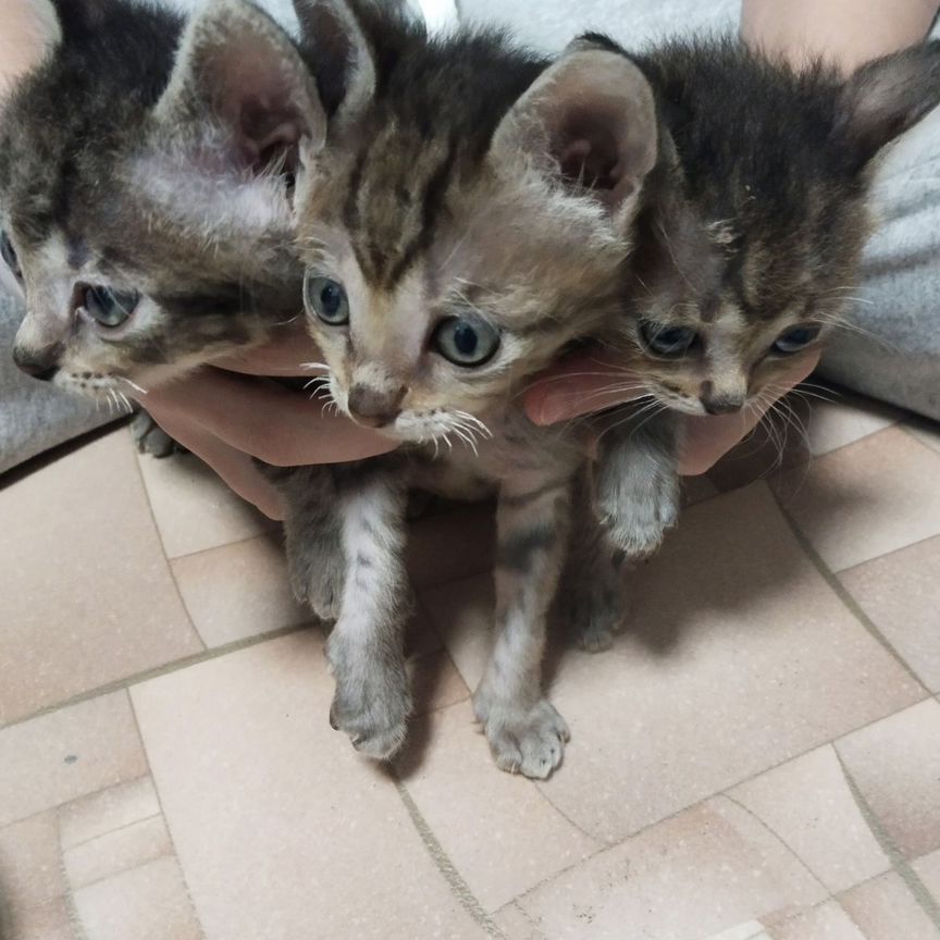 Котята в добрые ответственные руки