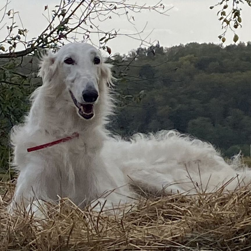 2 кобеля рпб в хорошие руки