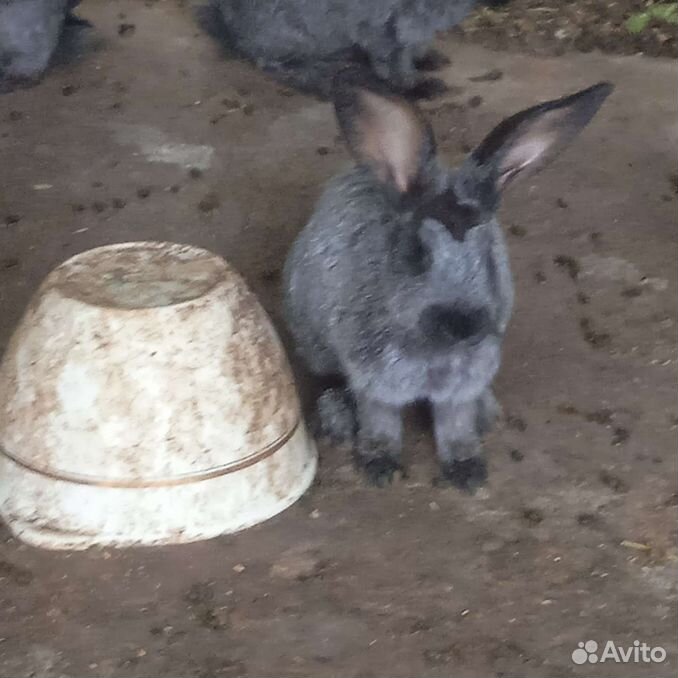 Кролики серебро 4 месяца