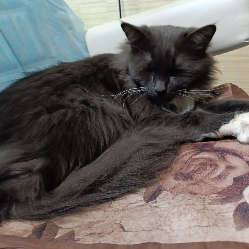 Взрослый кот в добрые руки