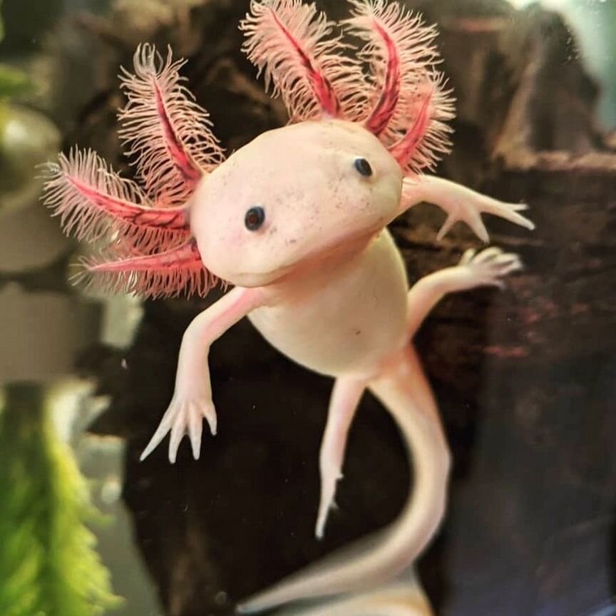 Аксолотль белый - 10-14см