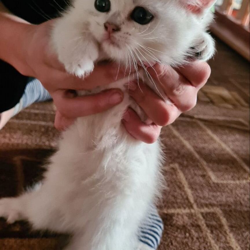 Шотландский вислоухий короткошёрстный котёнок