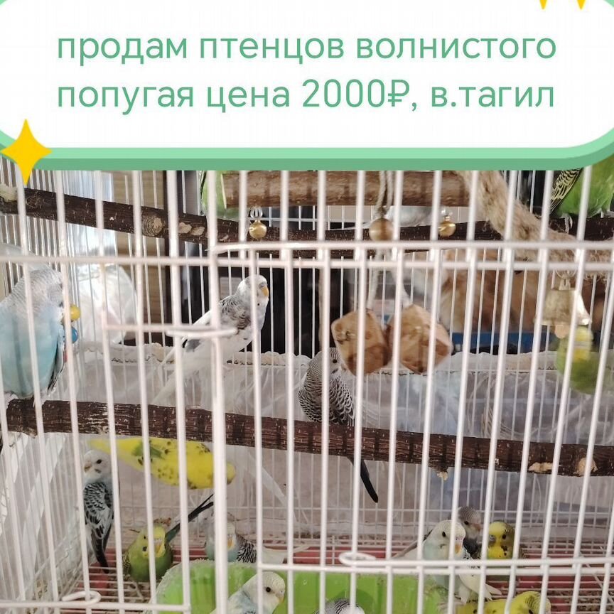 Птицы
