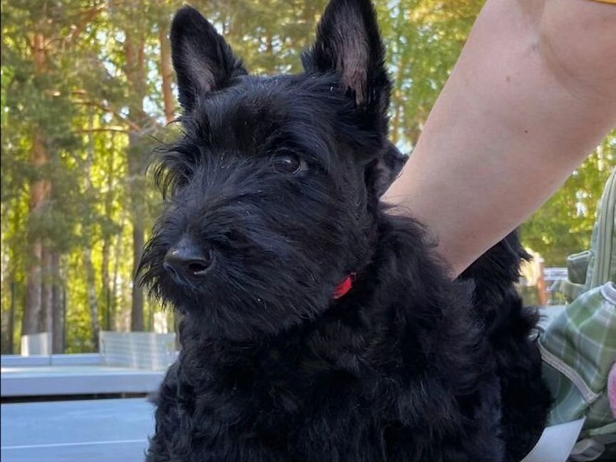 Скотч терьер