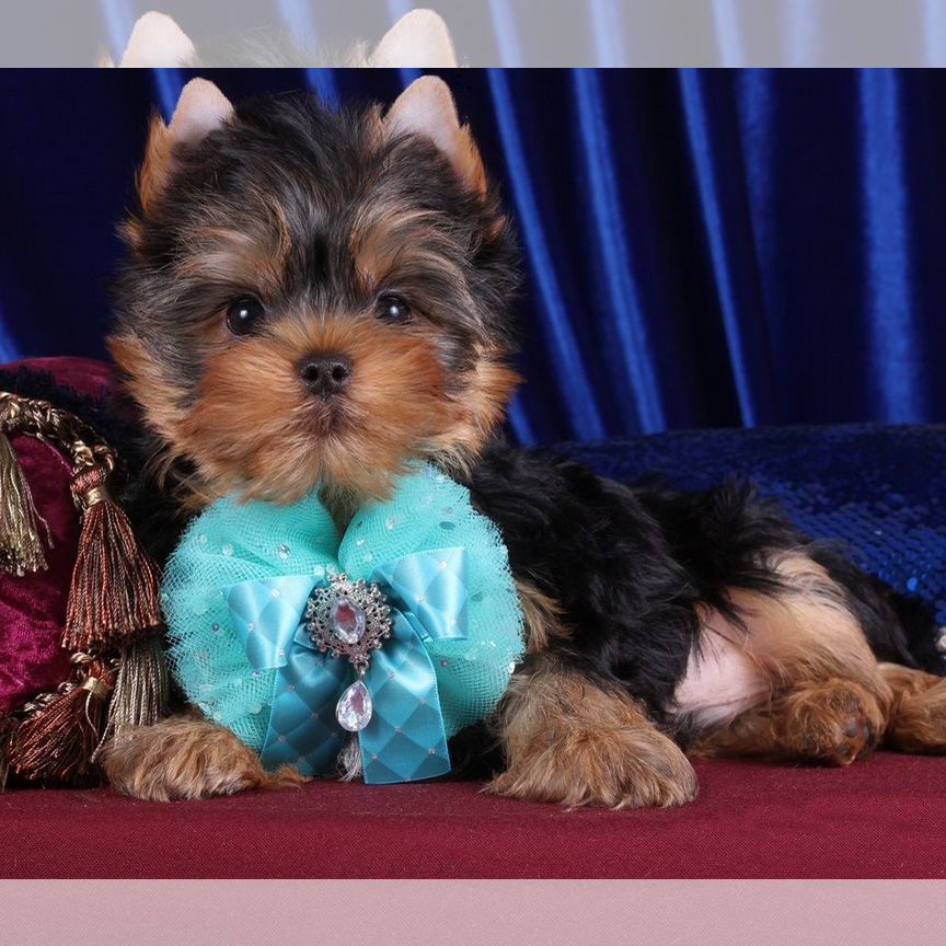 Йоркширский терьер, щенок