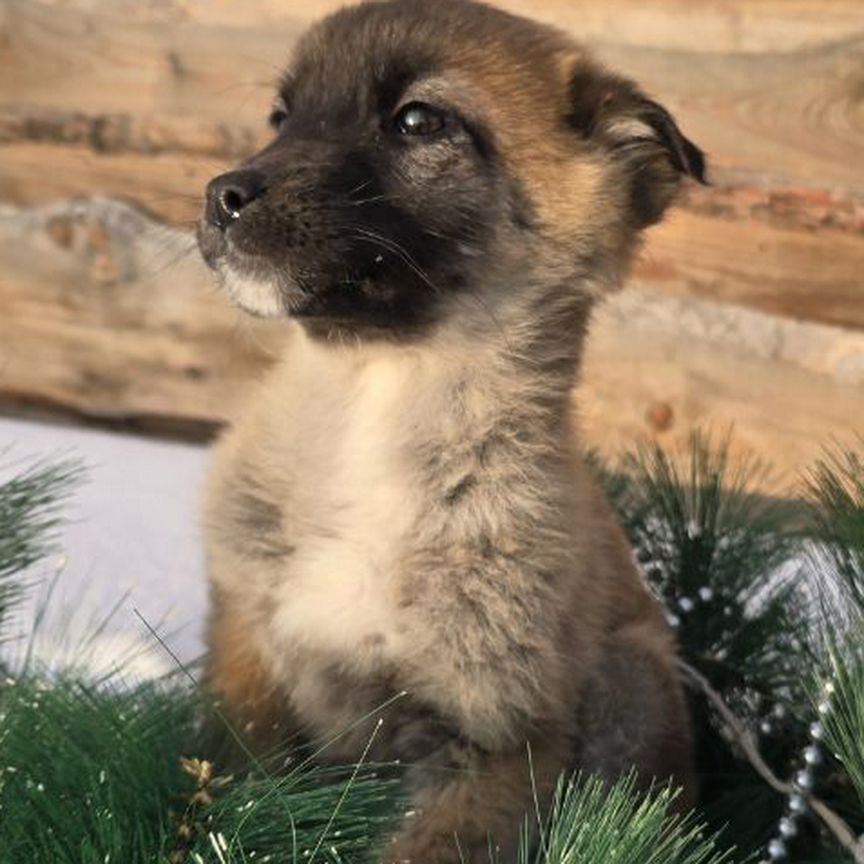 Щенок в добрые руки