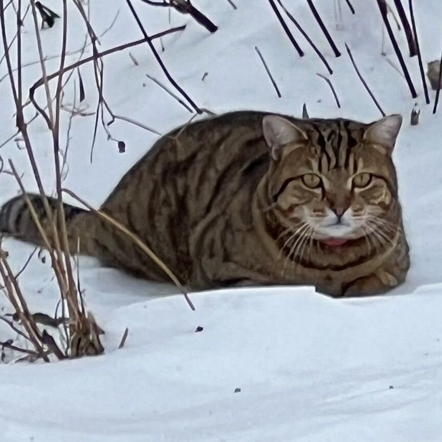 Бездомный кот/кошка в красном ошейнике