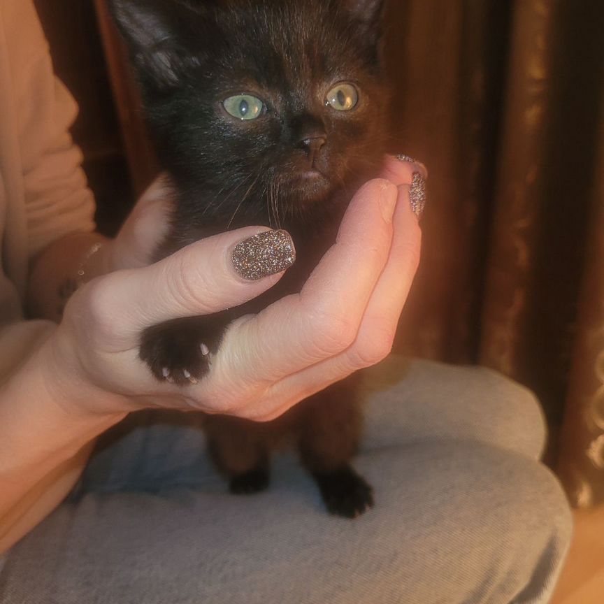 В добрые руки котёнок британец