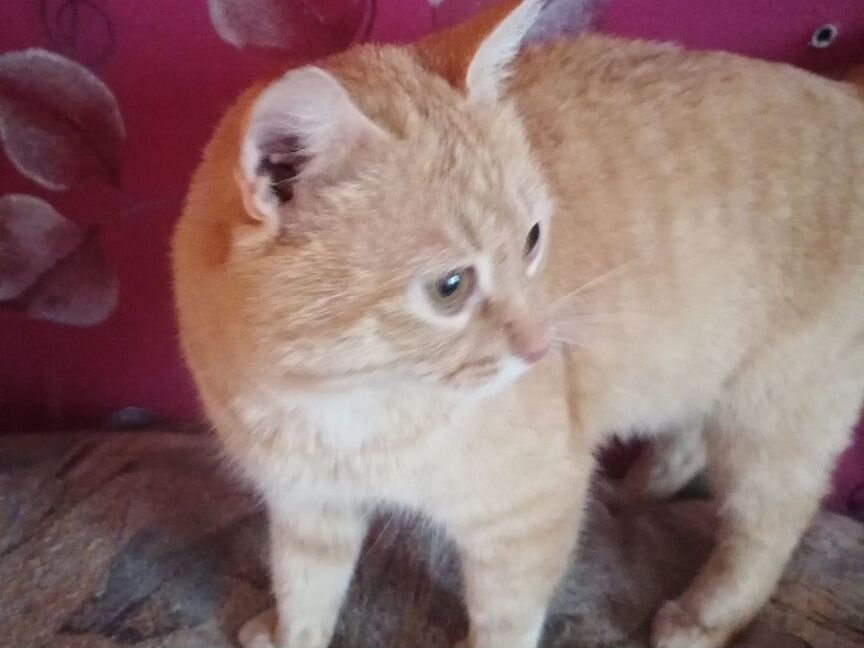 Рыжик в добрые ручки