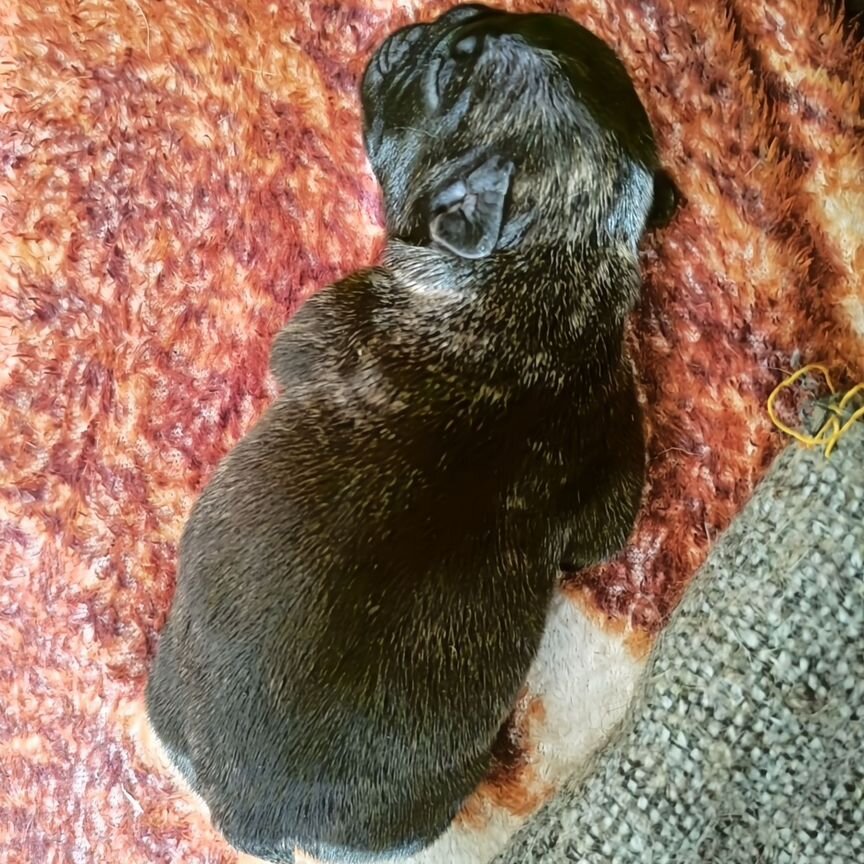 Французский бульдог, щенок