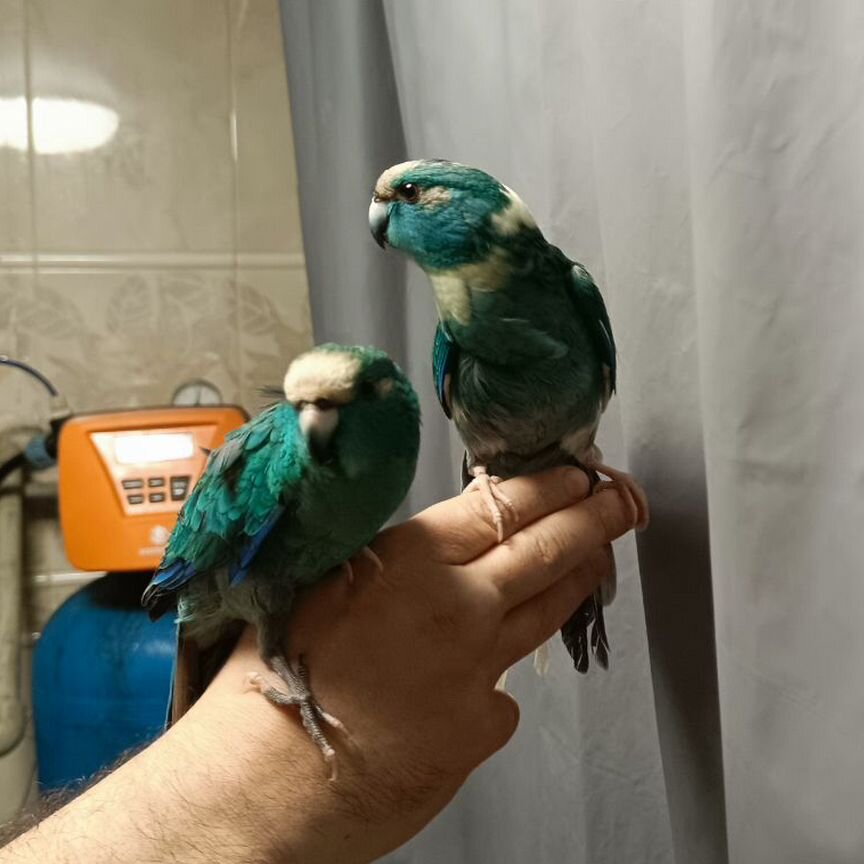 Попугай какарик