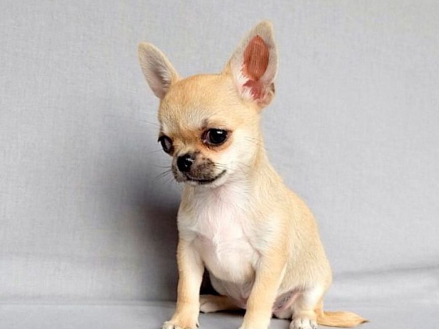 Чихуахуа малышка мини