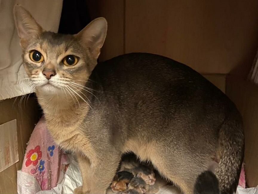 Абиссинские котята