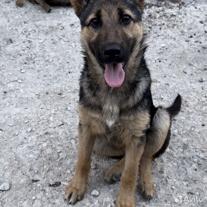 Щенок Дженни овчарка