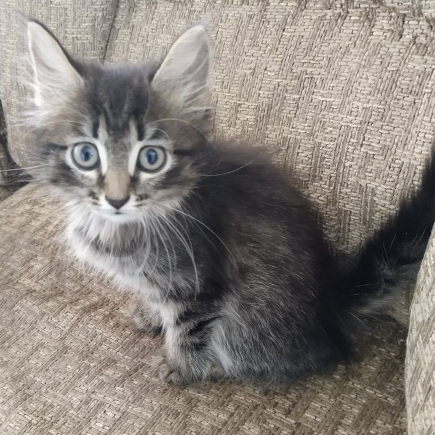 Котенок