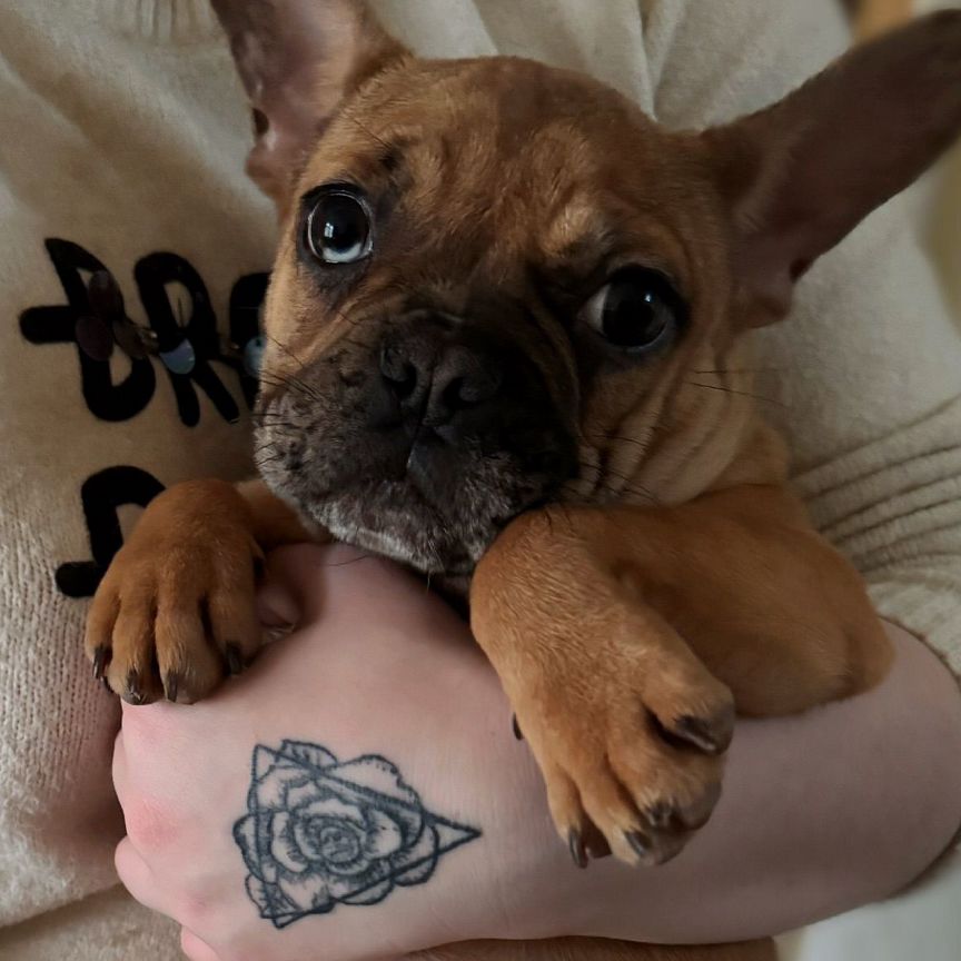 Французский бульдог палевый мерль мальчик