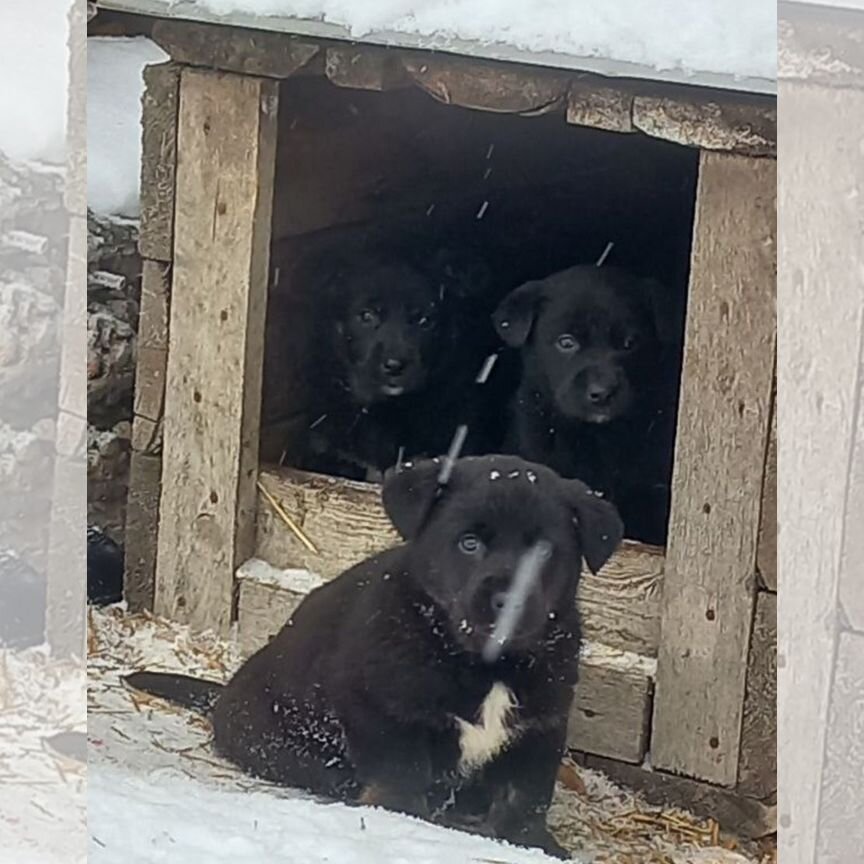 Щенок в добрые руки