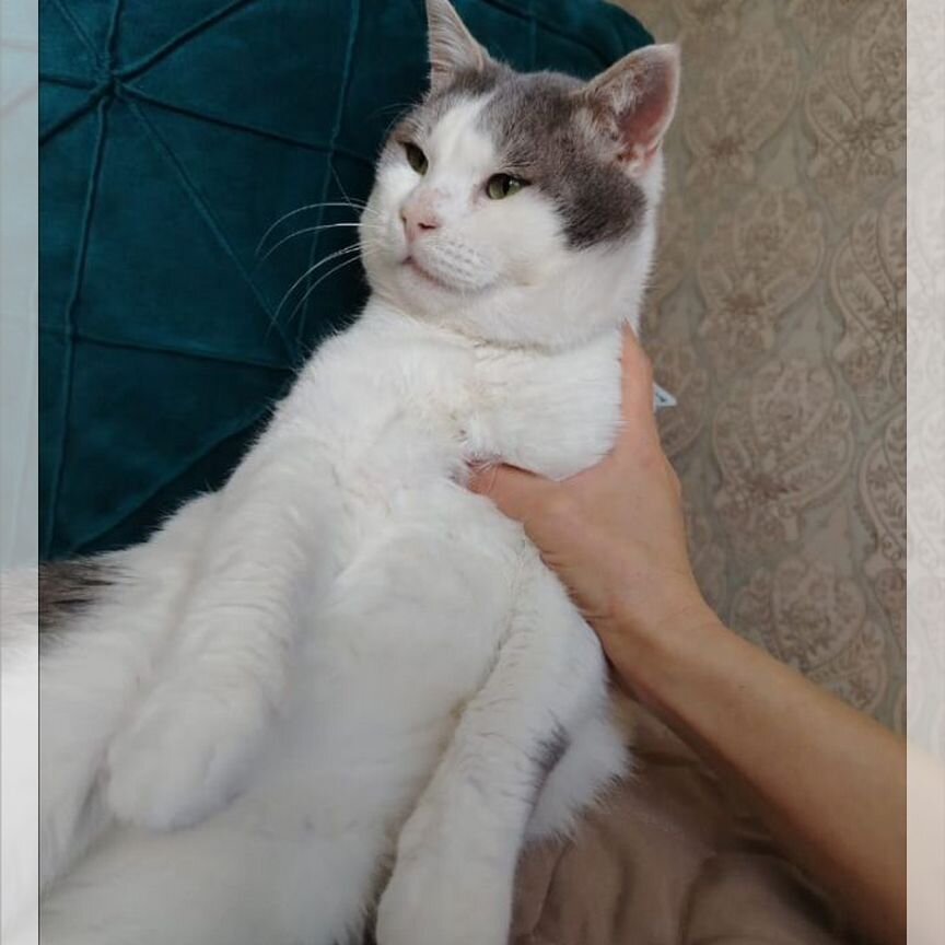 Взрослый кот в добрые руки