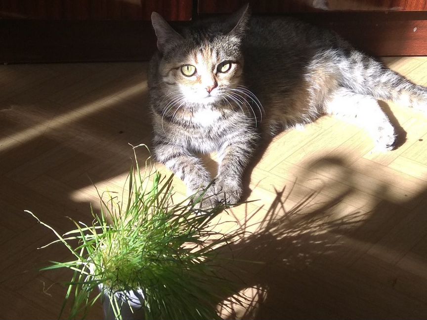 Кошке нужен дом