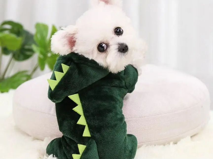 Одежда для животных