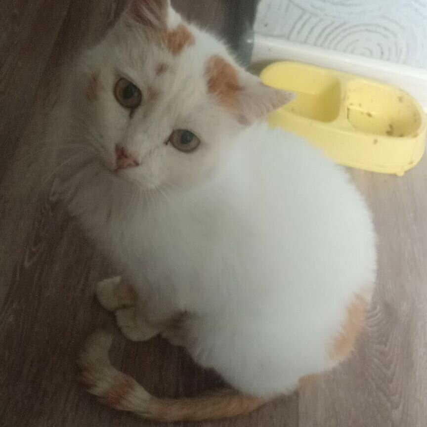 Кот