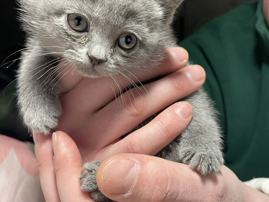 Британские котята короткошерстные
