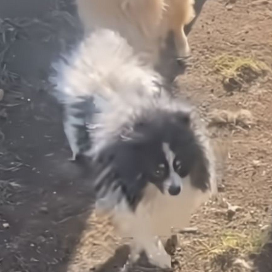 Померанский шпиц, взрослый пёс