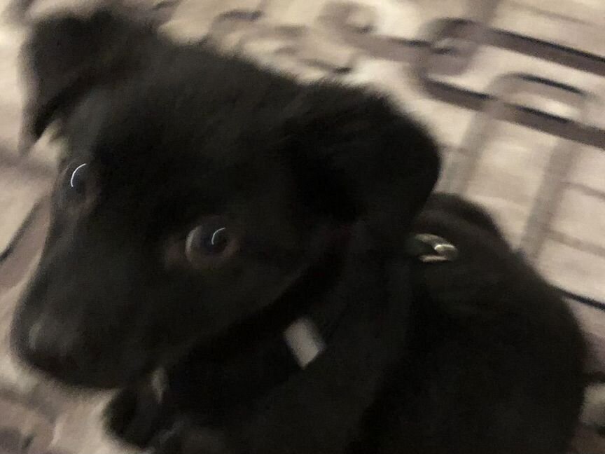 Отдам бесплатно собаку, порода немецкая овчарка