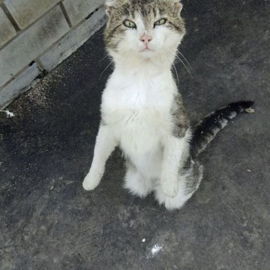 Котик ищет самые добрые руки SOS