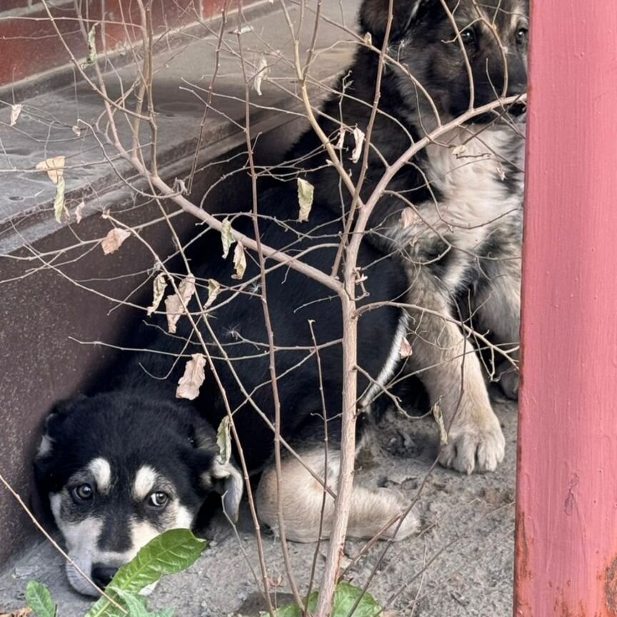 Пристройство собак