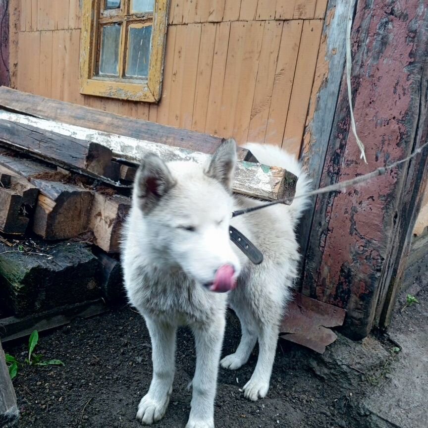 Сибирский хаски